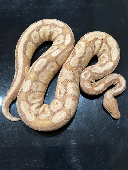 Banana Het Sunset Ball Python by Hub City Koi & Reptiles