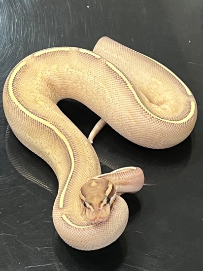 Freeway Lesser Ball Python by Hub City Koi & Reptiles
