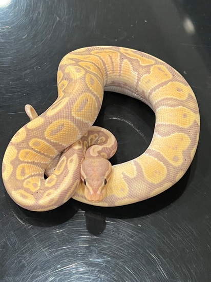 Banana 66% Het Sunset Ball Python by Hub City Koi & Reptiles