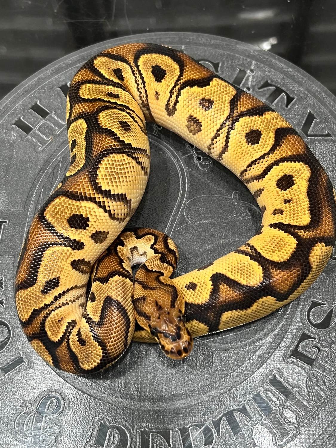 OD Gravel/Yellowbelly Clown Ball Python by Hub City Koi & Reptiles ...