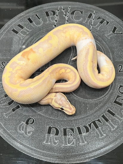 Hypo Pied Banana Pastel Enchi YB Paradox Ball Python by Hub City Koi ...