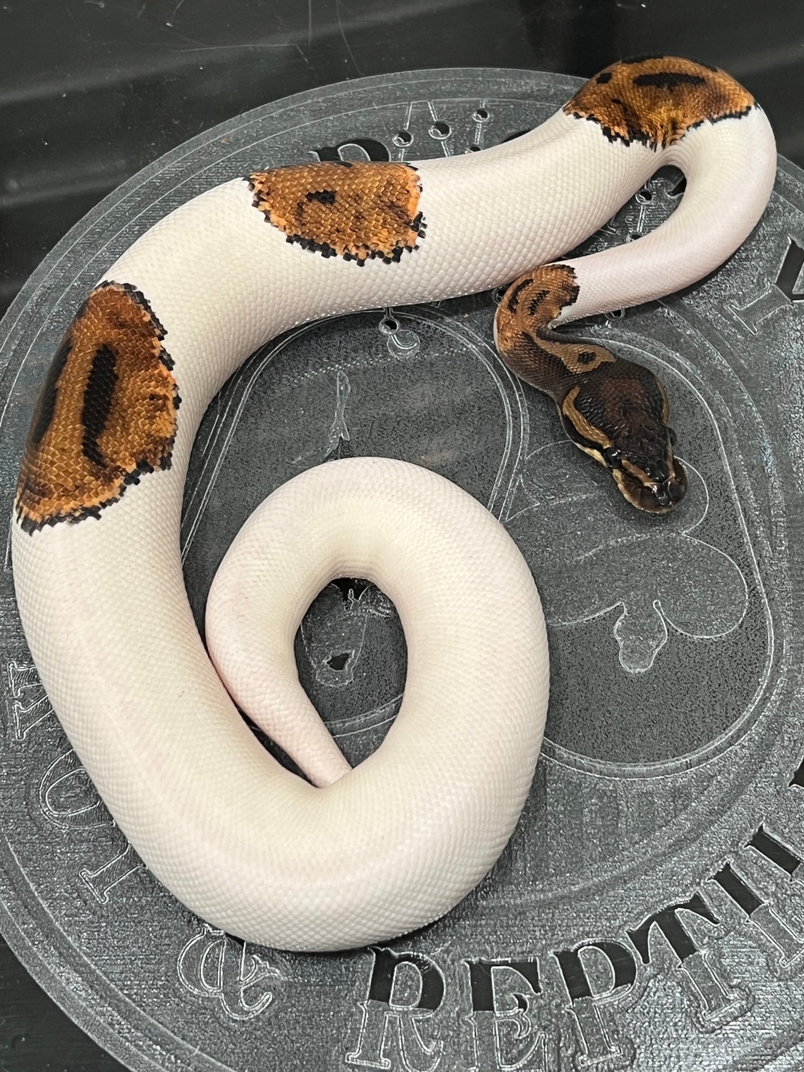Cypress Pied Ball Python by Hub City Koi & Reptiles - MorphMarket