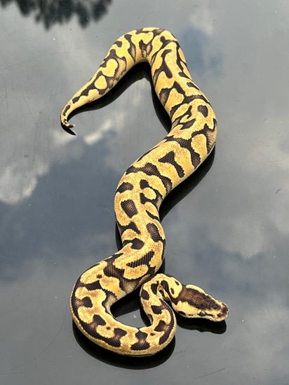 Puzzle OD Enchi Pastel Ball Python by Hub City Koi & Reptiles