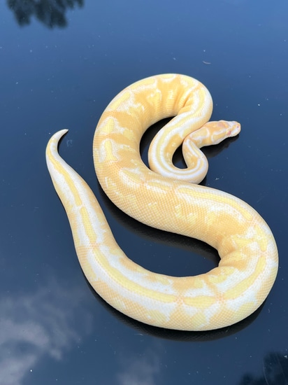 Breeder Super Gravel Albino 66% Het Pied Ball Python by Hub City Koi ...