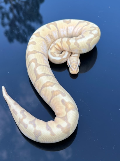 66% Het Ultramel Banana Pastel Woma Ball Python by Hub City Koi & Reptiles
