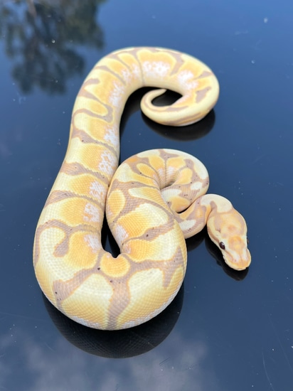 Ultramel Banana Woma Ball Python by Hub City Koi & Reptiles