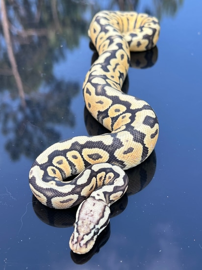 Hypo Spotnose Enchi Pastel 50% Het Clown Ball Python by Hub City Koi ...