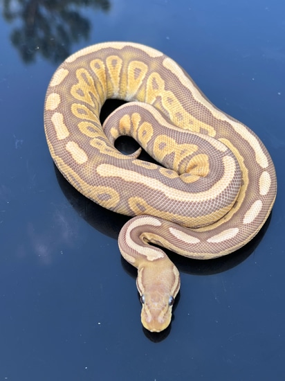 Cinnamon Caramel Albino Ball Python by Hub City Koi & Reptiles