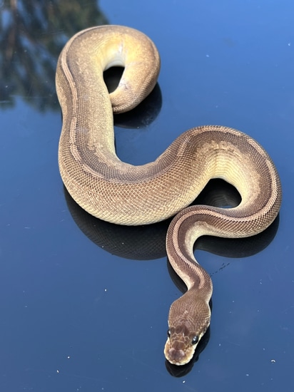 Bongo Cinnamon Calico 50% Het Clown Pos Chocolate And Or Vanilla YB ...