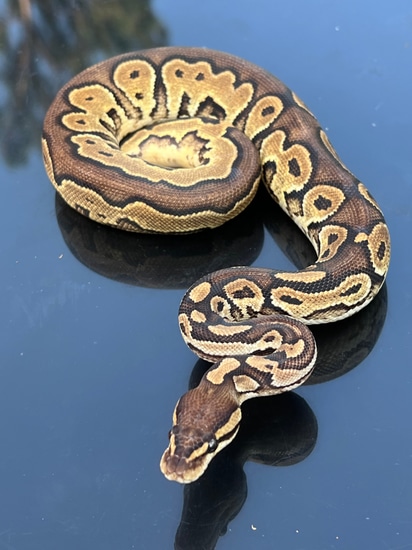 Bongo Cinnamon Calico 50% Het Clown Ball Python by Hub City Koi & Reptiles