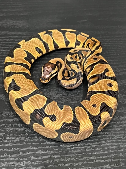Scaleless Head OD Gravel/Yellowbelly 50% Het Clown Ball Python by Hub ...