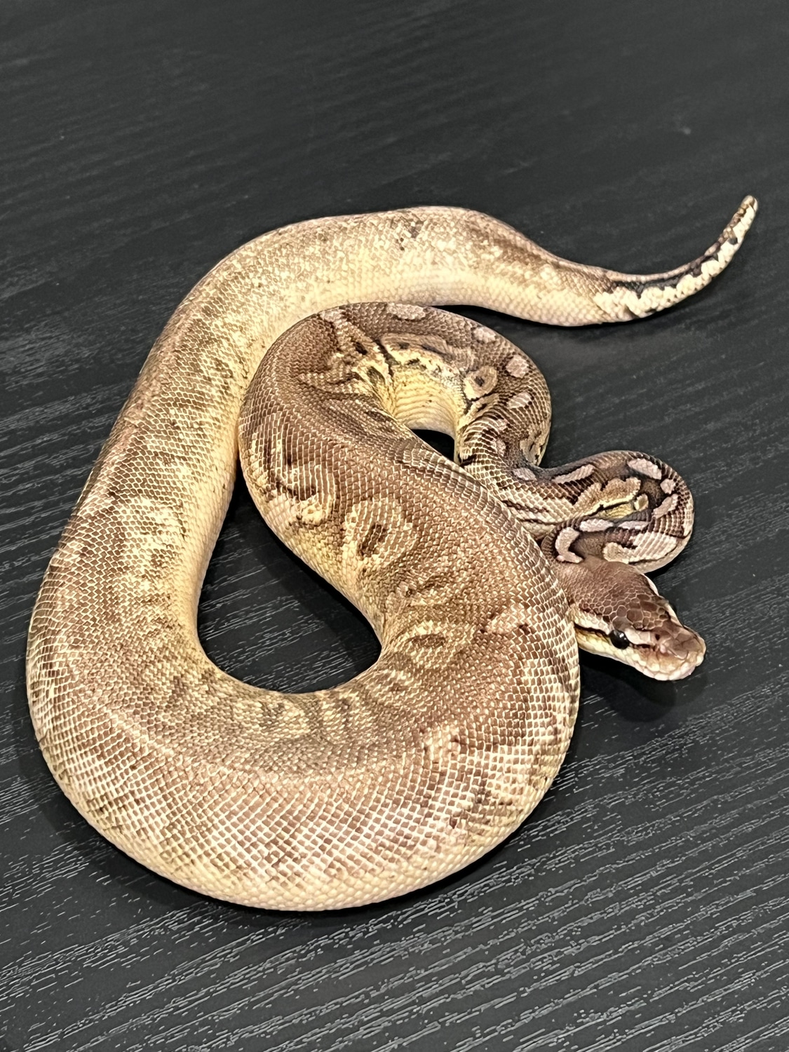 Bongo Cinnamon Sugar 66% Het Clown Pastel Ball Python by Hub City Koi ...