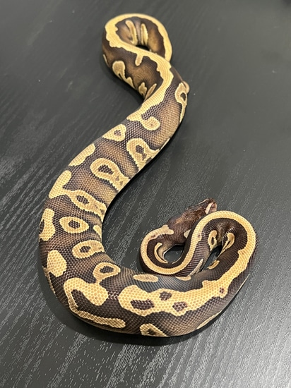 Acid Mojave Yellowbelly Ball Python by Hub City Koi & Reptiles