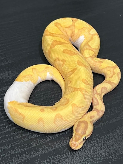 Pied Super Enchi Banana OD YB ? Hypo Ball Python by Hub City Koi & Reptiles