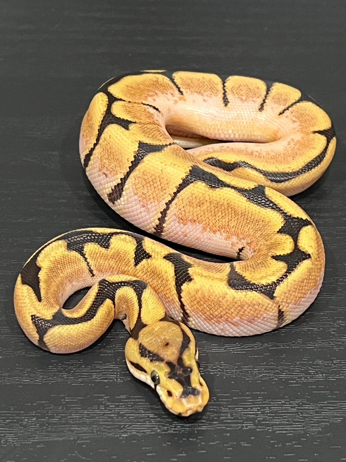 Dreambee Yellowbelly Het Clown Ball Python by Hub City Koi & Reptiles ...