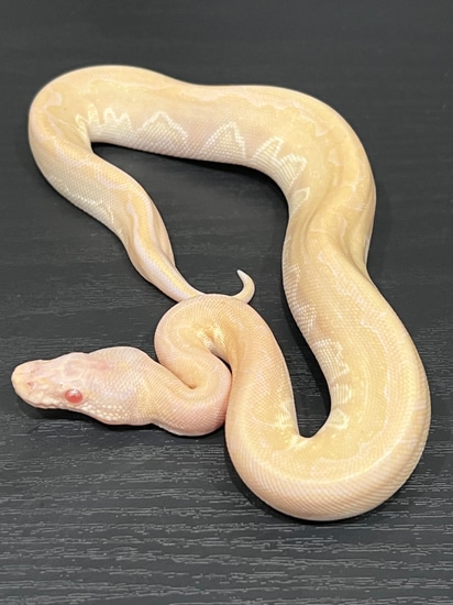 Albino Bamboo Black Pastel Yellowbelly Ball Python by Hub City Koi ...