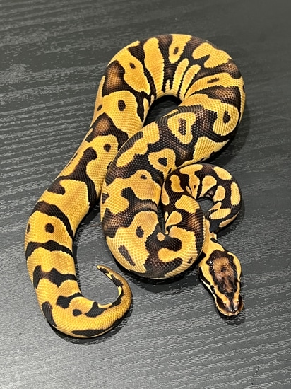 Acid/Confusion Enchi Het Clown Ball Python by Hub City Koi & Reptiles