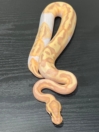 Banana Enchi OD YB Pied Hypo Ball Python by Hub City Koi & Reptiles