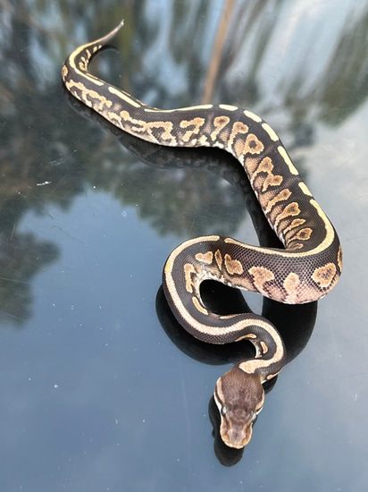 Cinnamon Yellowbelly Paint Ball Python by Hub City Koi & Reptiles