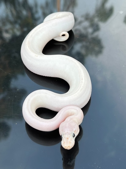 Paint Ivory Cinnamon Ball Python by Hub City Koi & Reptiles