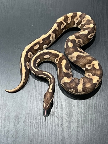 Confusion Yellowbelly Mojave Ball Python by Hub City Koi & Reptiles