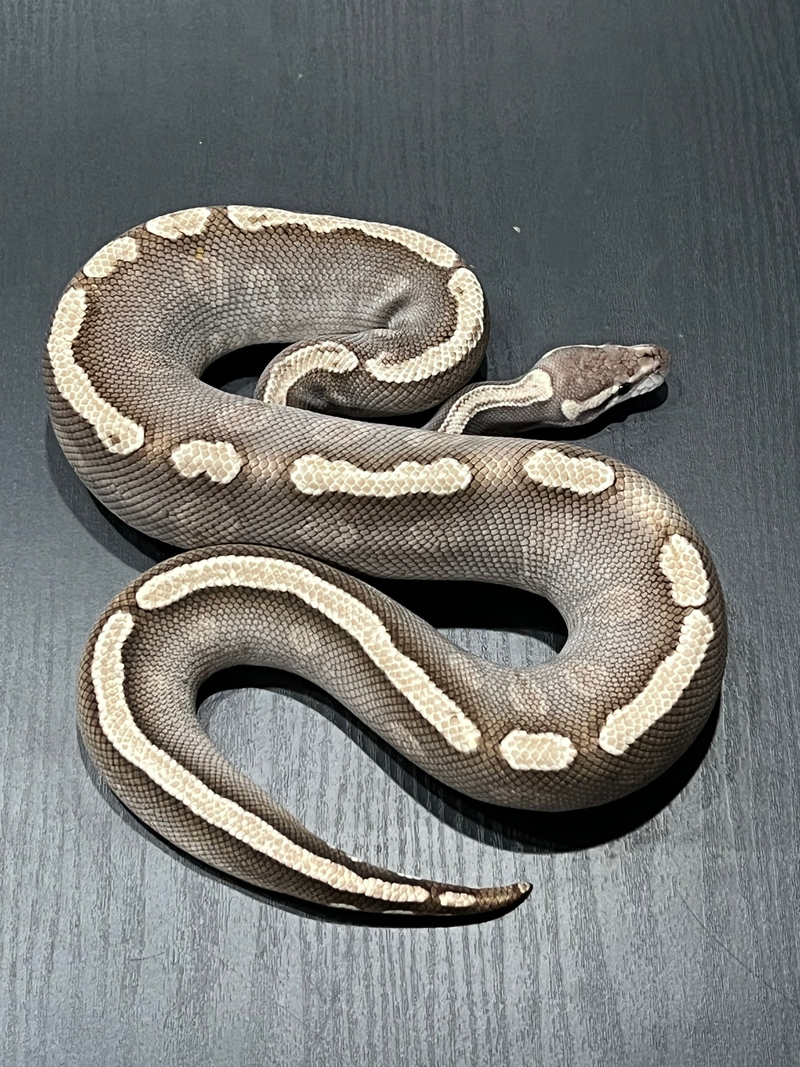 GHI Mojave Het Clown Ball Python by Hub City Koi & Reptiles - MorphMarket