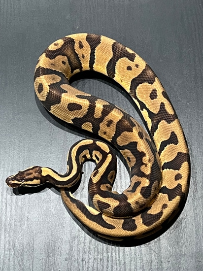 Acid Enchi Pastel Ball Python by Hub City Koi & Reptiles