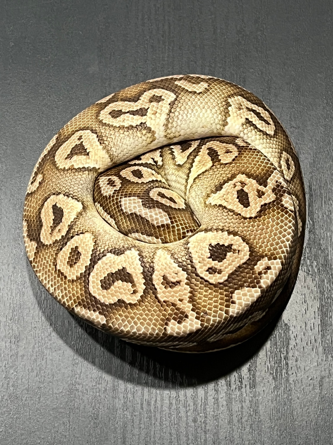 Nanny Pastave Ball Python by Hub City Koi & Reptiles - MorphMarket