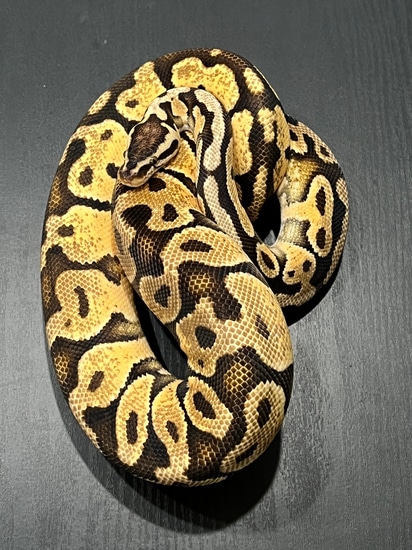 Breeder Yellowbelly Pastel Het Puzzle Ball Python by Hub City Koi ...