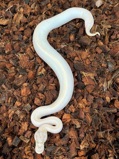 McKenzie Ivory Orange Dream Ball Python by Hub City Koi & Reptiles