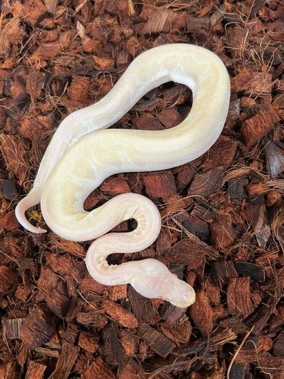 Bamboo Black Pastel Yellowbelly Albino 50% Het Pied Ball Python by Hub ...