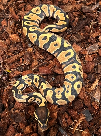 McKenzie YB Orange Dream Pos Fire Ball Python by Hub City Koi & Reptiles