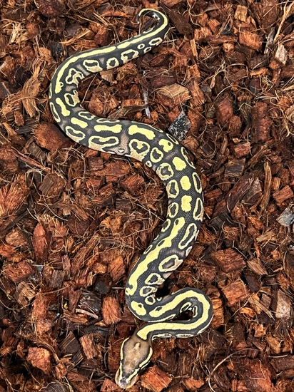 Hurricane Fire Yellowbelly 66% Het Clown Ball Python by Hub City Koi ...
