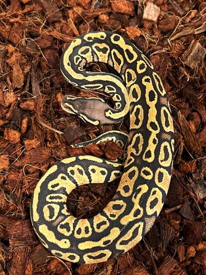 Hurricane Pastel 66% Het Clown Ball Python by Hub City Koi & Reptiles