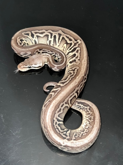 Bongo Leopard Pewter 66% Het Clown Pos Fire Ball Python by Hub City Koi ...