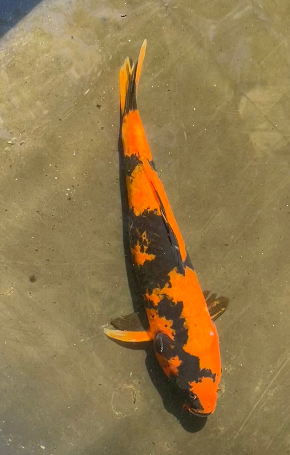 Doitsu Hi Utsuri Koi by Hub City Koi & Reptiles - MorphMarket