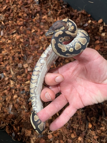 Yellowbelly Paint Het Paint Ball Python by Hub City Koi & Reptiles