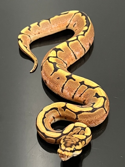 Huffman Spider Het Hypo 66% Het Puzzle Ball Python by Hub City Koi ...