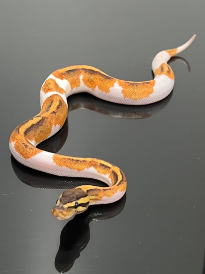 Mahogany GeneX Enchi Yellowbelly Pied Ball Python by Hub City Koi ...