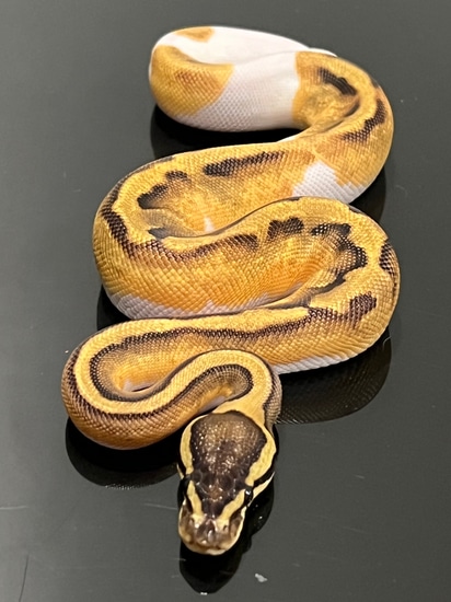 Mahogany Enchi Pied YB/GeneX Ball Python by Hub City Koi & Reptiles