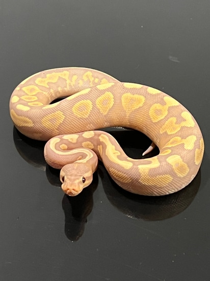 Mahogany Banana YB GeneX Het Pied Pos OD Ball Python by Hub City Koi ...