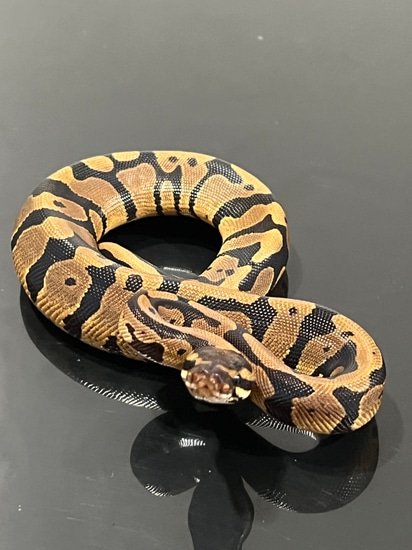 Acid Black Head Enchi Ball Python by Hub City Koi & Reptiles