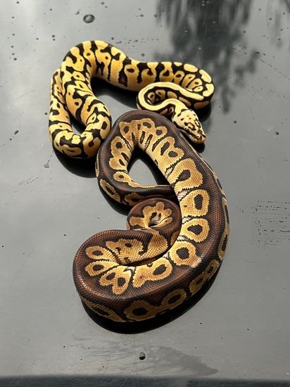 Black Pastel Yellowbelly Clown Or Spotnose Enchi Pastel 66% Het Clown ...