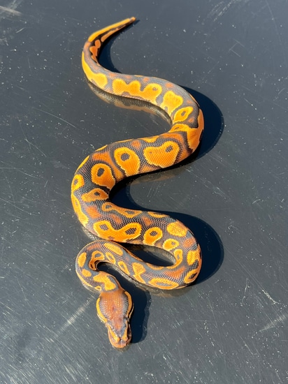 Scrambler Super Orange Dream Yellowbelly Black Pastel Ball Python by ...