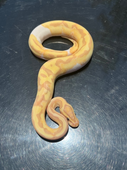 Pied Hypo Banana Enchi OD YB Ball Python by Hub City Koi & Reptiles