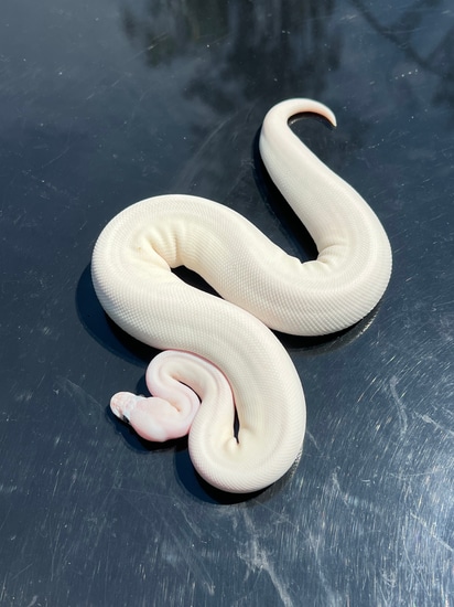 Ivory Bamboo Black Pastel Het Albino Ball Python by Hub City Koi & Reptiles