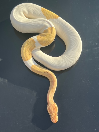 Pair 1.1 Banana Yellowbelly Pied 66% Het Hypo & Enchi Pied 66% Hypo ...