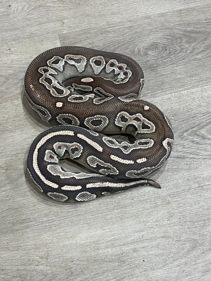 Cinnamon Vanilla Mojave Pos YB Ball Python by Hub City Koi & Reptiles