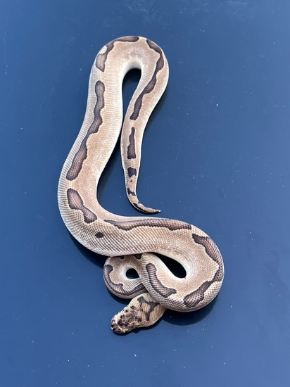 Motley Clown Ball Python by Hub City Koi & Reptiles