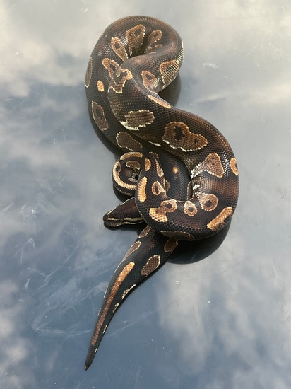 Breeder Blackhead Yellowbelly Ball Python by Hub City Koi & Reptiles